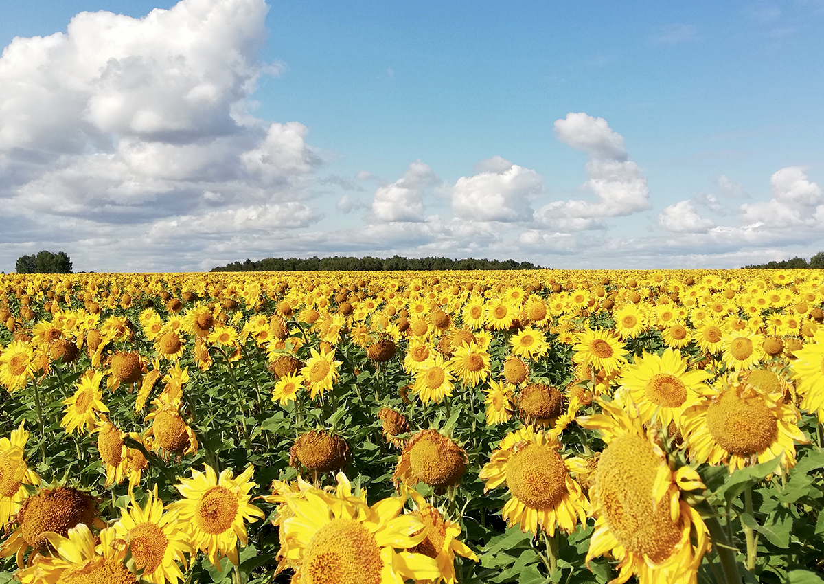 Expect To See Edible Oil Prices Rise Italianfood